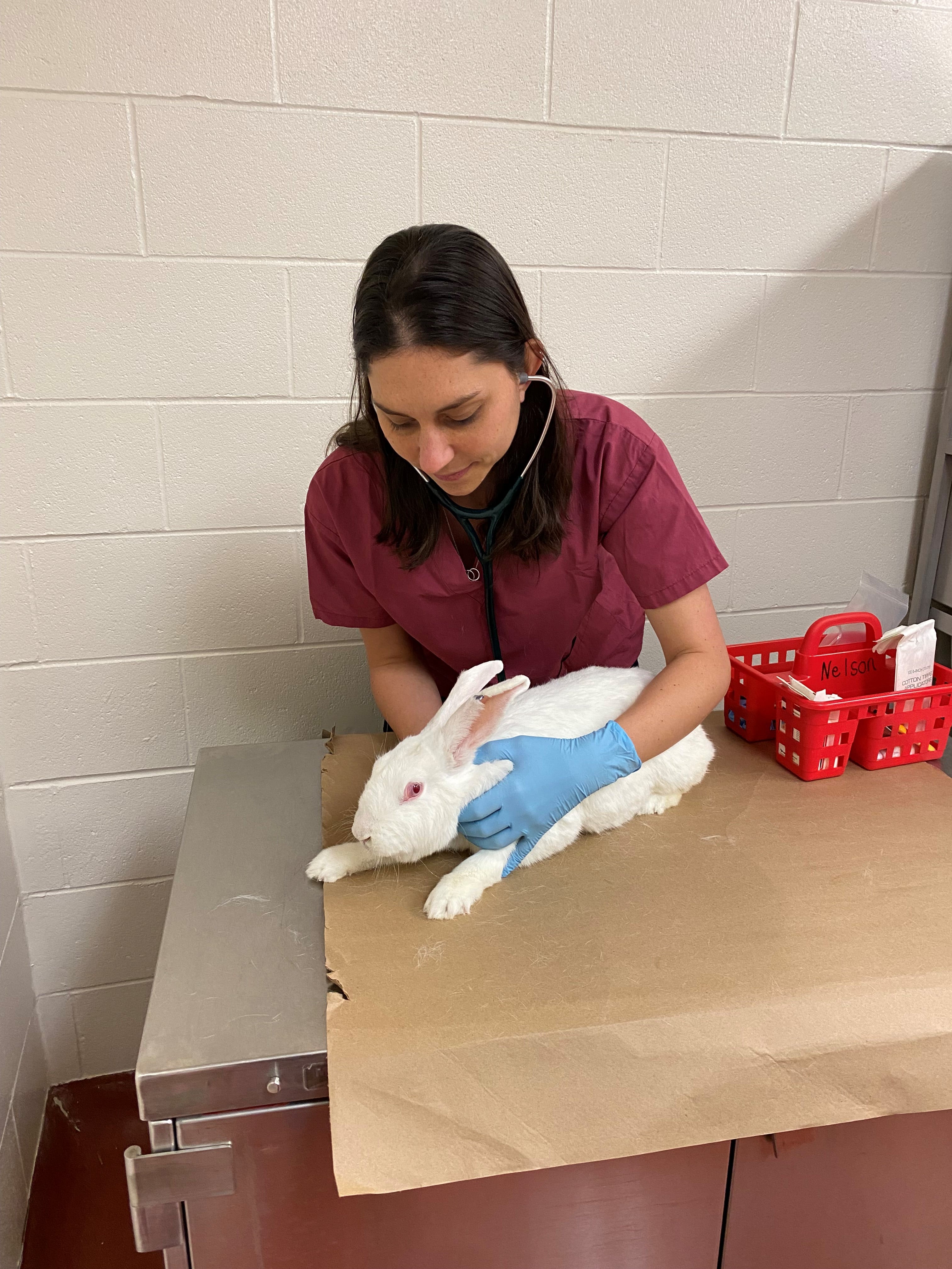 Veterinary Training Program - Residency | Rutgers Research