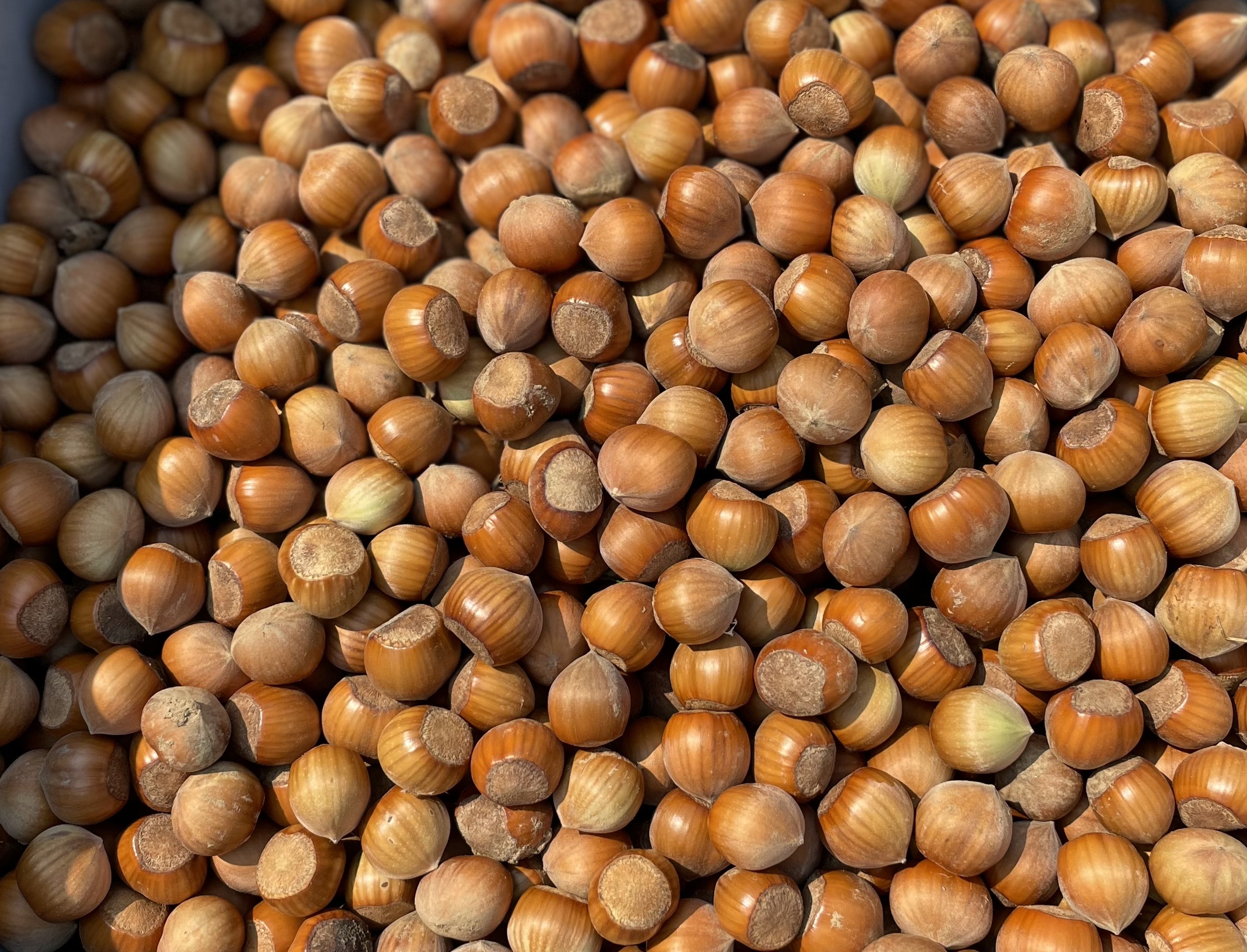 Rutgers Hazelnuts | Rutgers Research