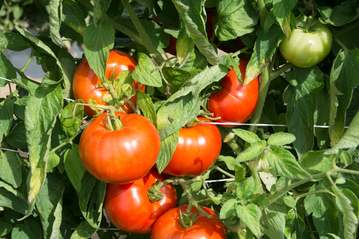 Rutgers Tomatoes | Rutgers Research