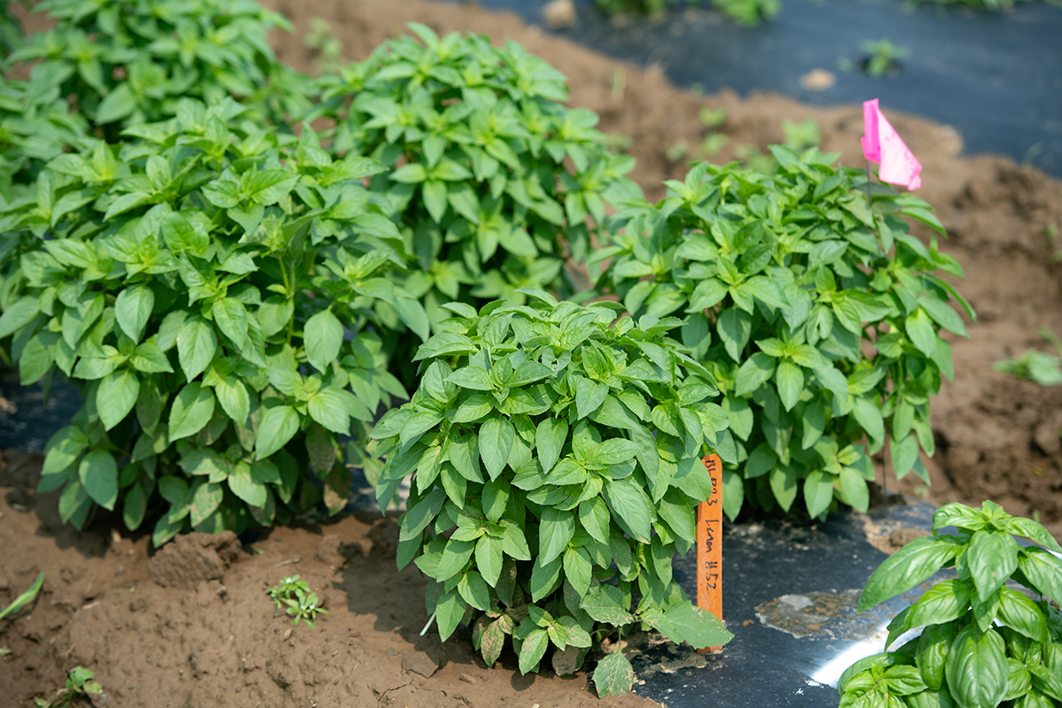 Fields of Devotion Connects New Jersey Communities to Rutgers Research ...