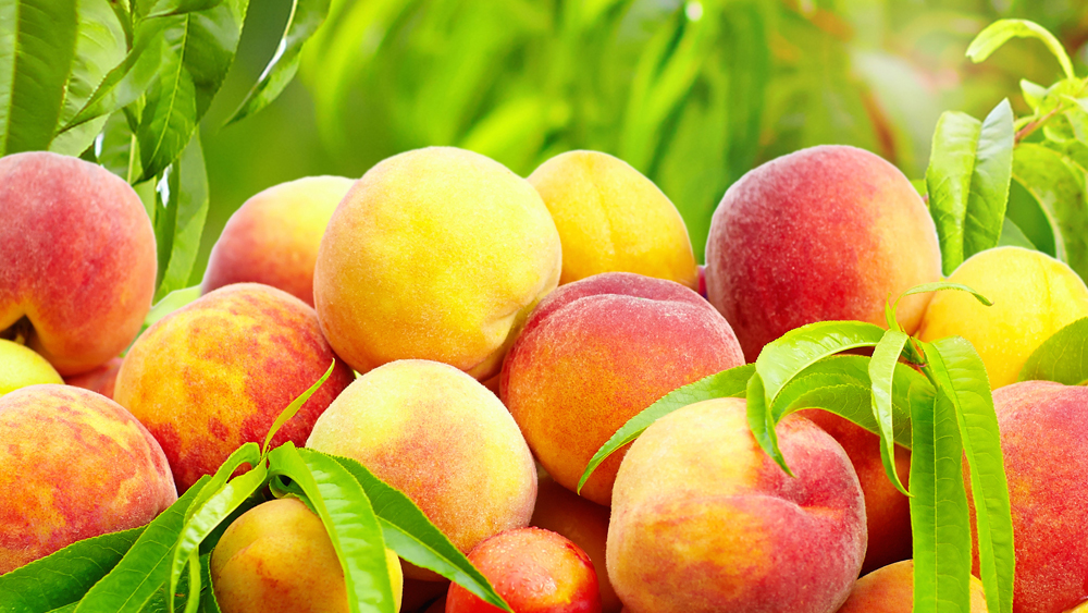 Refining Multi-Insect Management in Peach | Rutgers Research