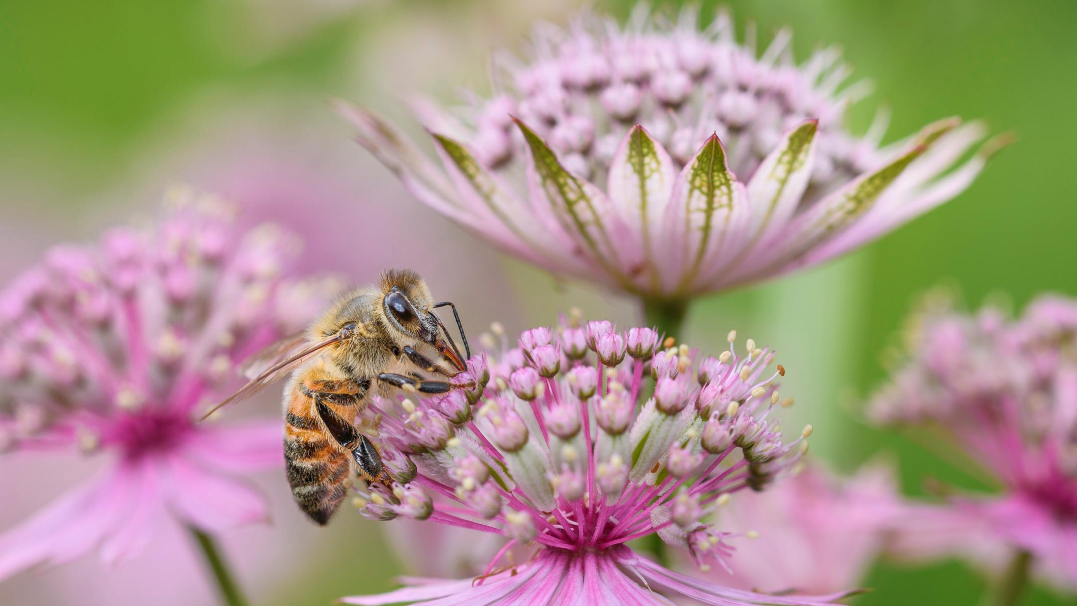 Bee It Known: Biodiversity Is Critical to Ecosystems | Rutgers Research