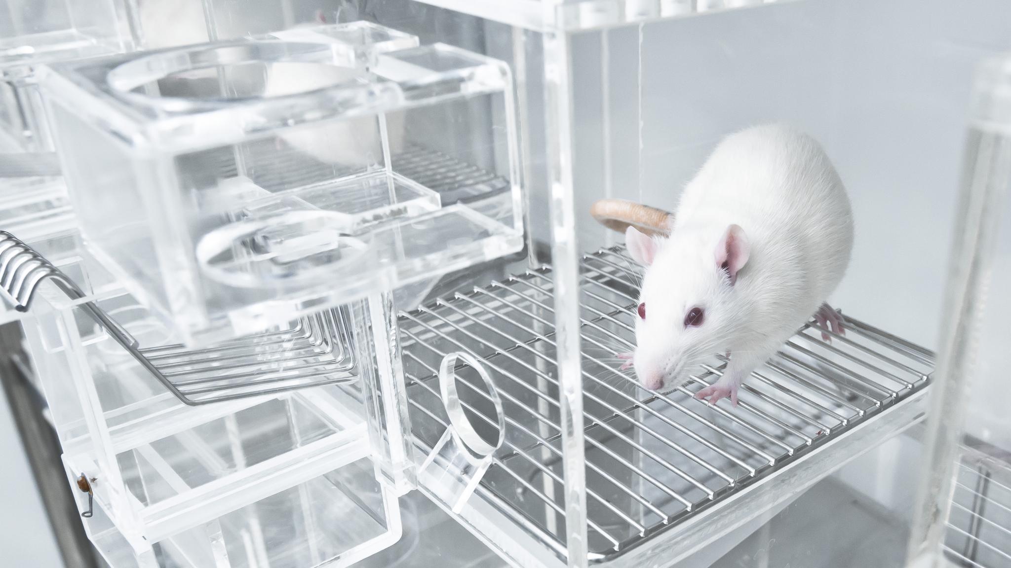 Animal Shipping | Rutgers Research