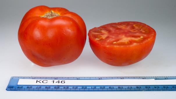 Rutgers Tomatoes | Rutgers Research