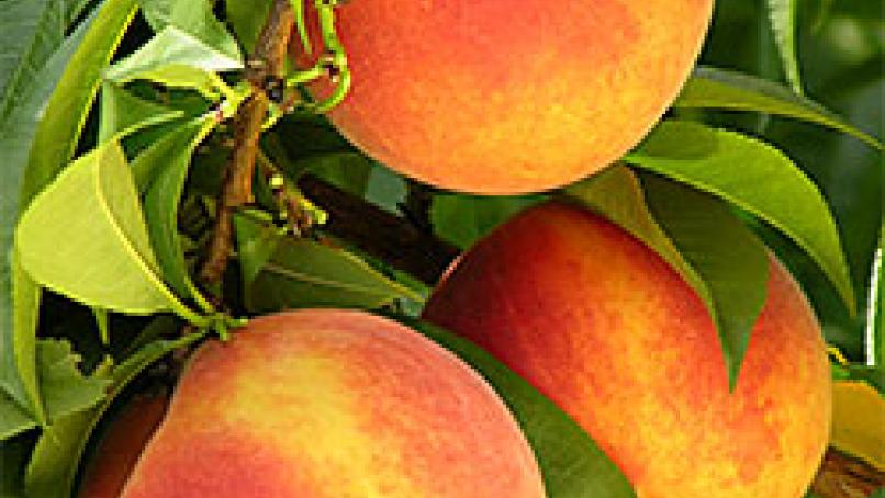 Rutgers Tree Fruit | Rutgers Research