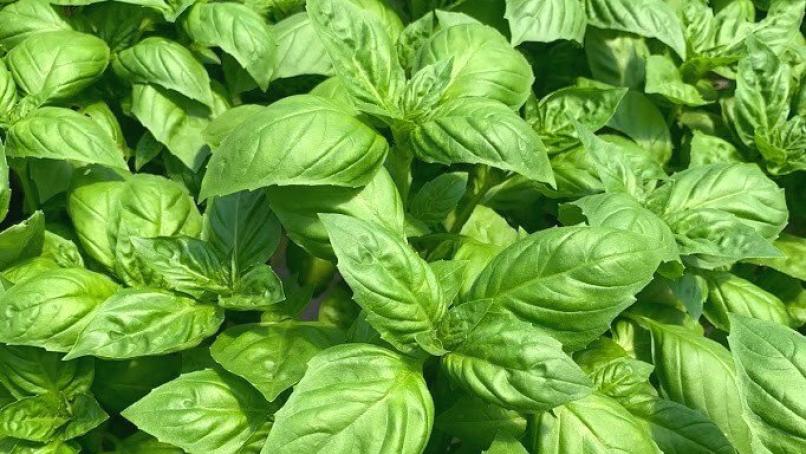 Rutgers Basil | Rutgers Research