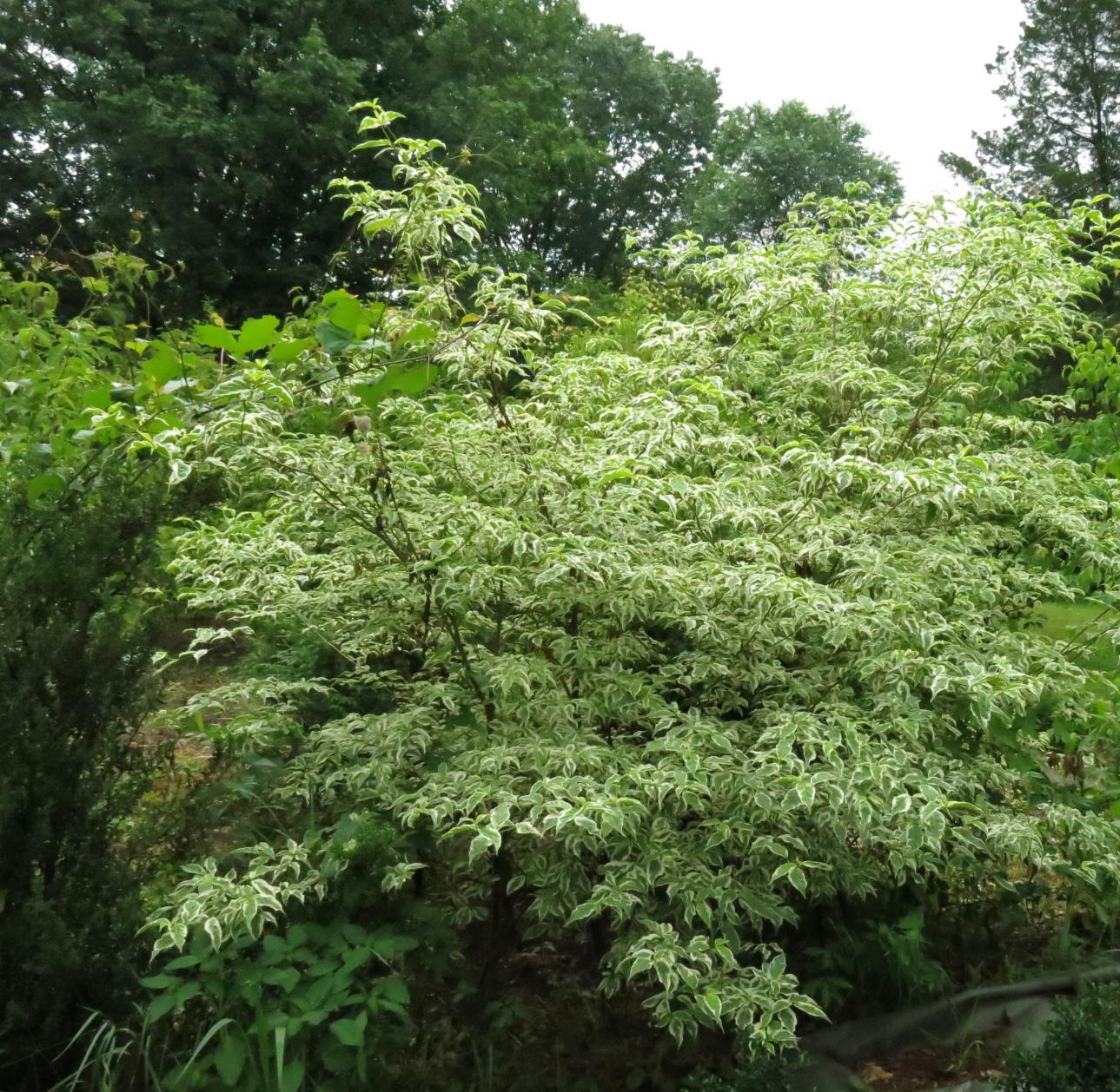 Rutgers Variegated Stellar Pink® Dogwood | Rutgers Research