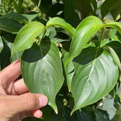 Rutgers Scarlet Fire® Dogwood | Rutgers Research