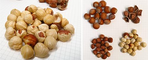 Rutgers Raritan Hazelnut | Rutgers Research