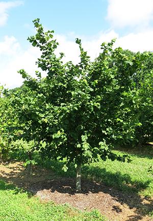 Rutgers Somerset Hazelnut | Rutgers Research