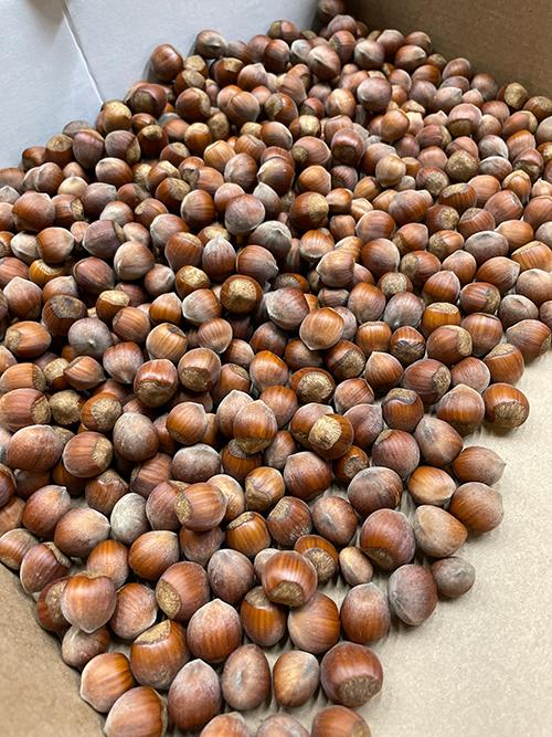 Rutgers The Beast Hazelnut | Rutgers Research