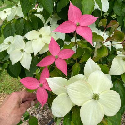 Rutgers Scarlet Fire® Dogwood | Rutgers Research