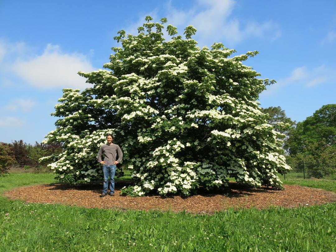 Rutgers Dogwood History | Rutgers Research