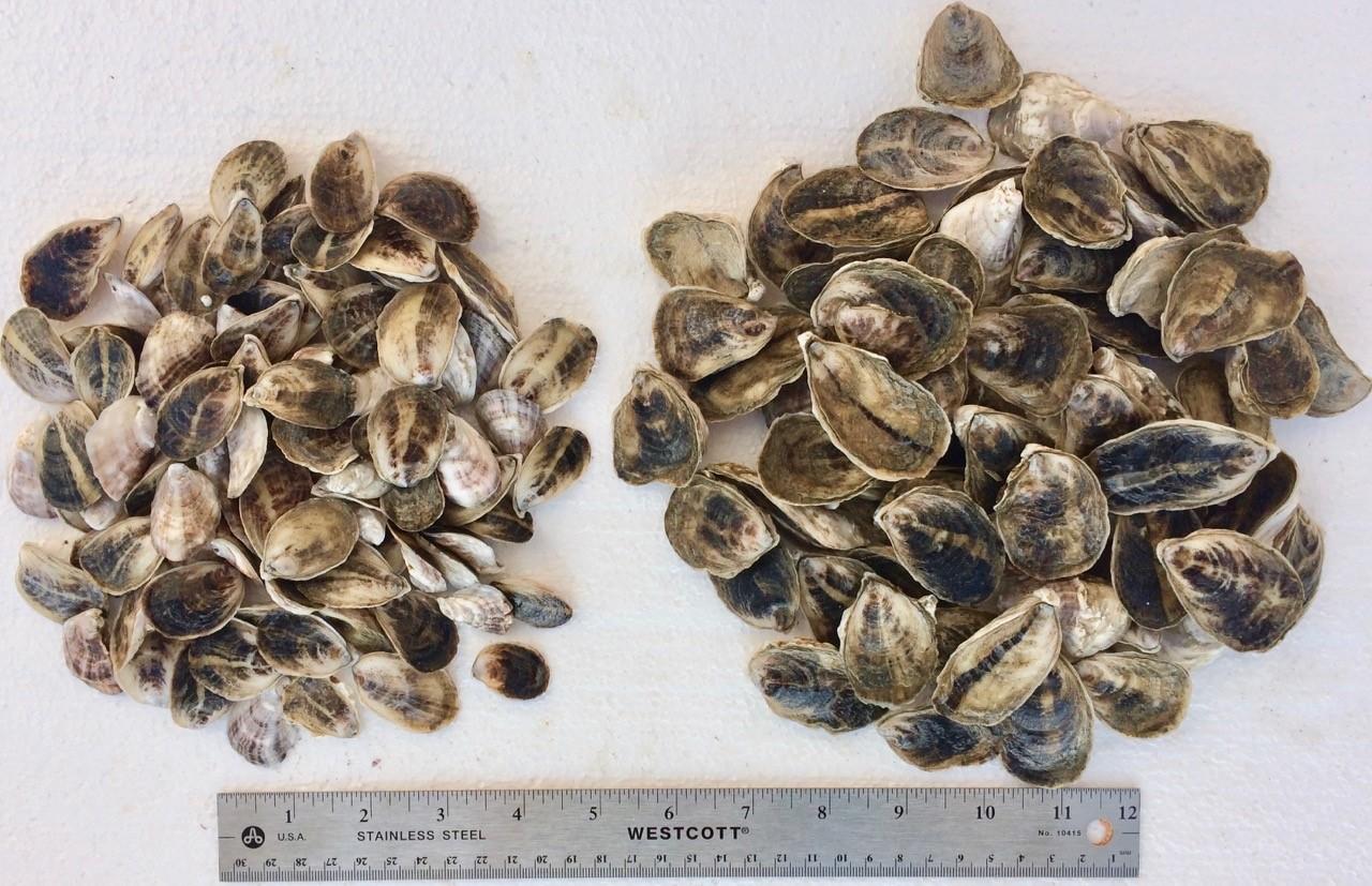 Rutgers Improved Tetraploid and Triploid Oysters | Rutgers Research