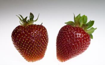 Rutgers Scarlet™ Strawberry | Rutgers Research